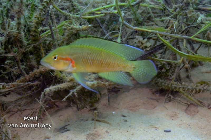 Telmatochromis macrolepis 'Kigoma'