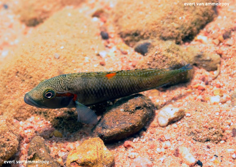 Telmatochromis macrolepis 'Kigoma'