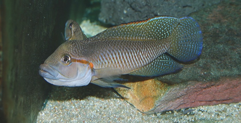 Telmatochromis macrolepis 'Uvira'