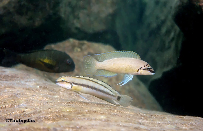 Telmatochromis vittatus 'Isanga Bay'