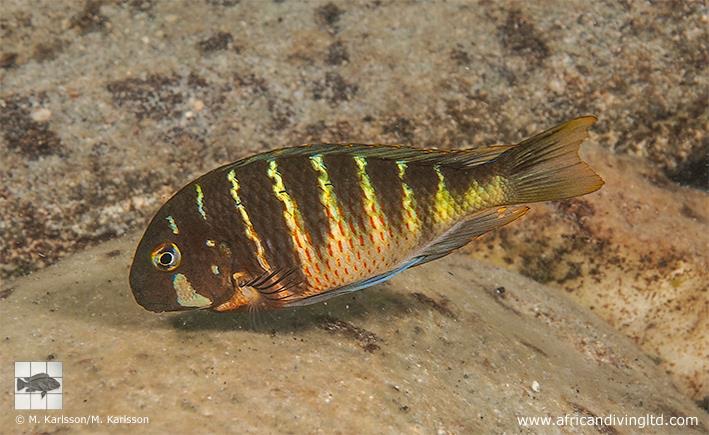 Tropheus 'Zadeni' Mabilibili ; T. sp. 'kirschfleck' x T. sp. 'limespot'