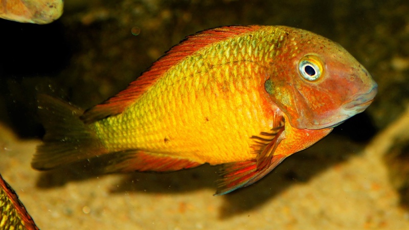 Tropheus Ilangi; T. moorii x T. sp. 'red'