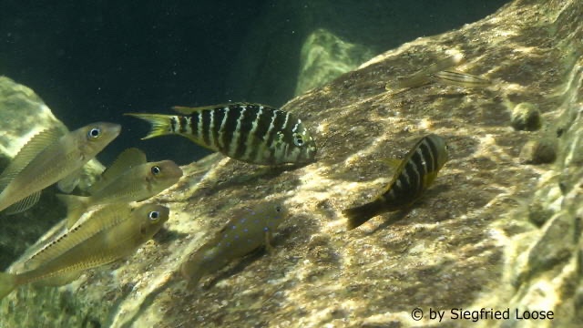 Tropheus annectens 'Katenga'