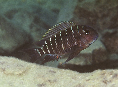 Tropheus annectens 'Mtoto'