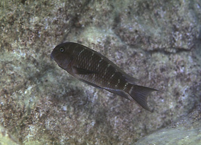 Tropheus annectens 'Mtoto'