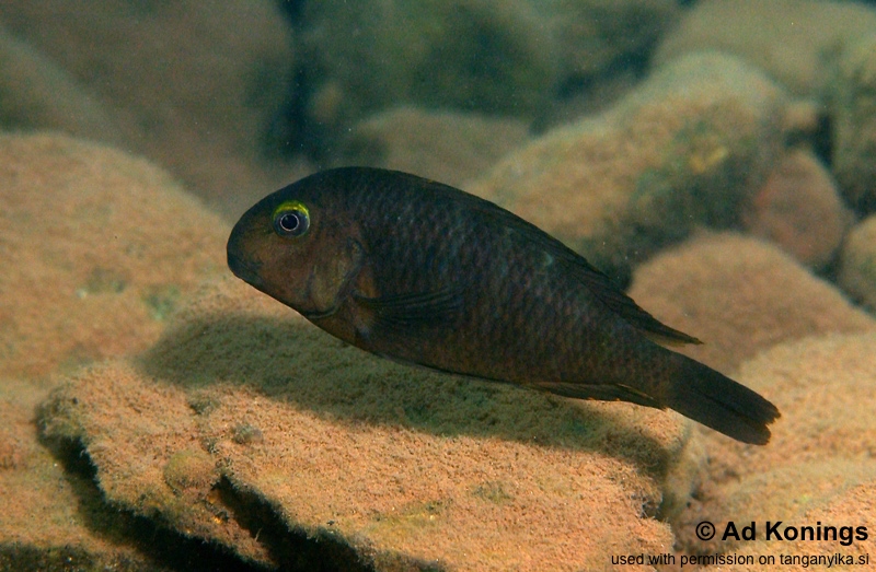 Tropheus brichardi 'Nyanza-Lac'; Chocolate Moorii