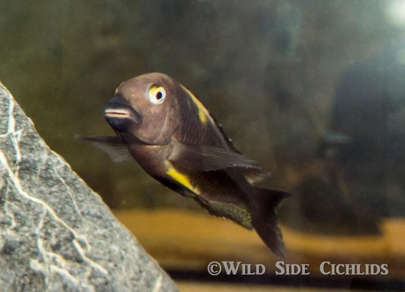 Tropheus brichardi 'Nyanza-Lac'; Chocolate Moorii