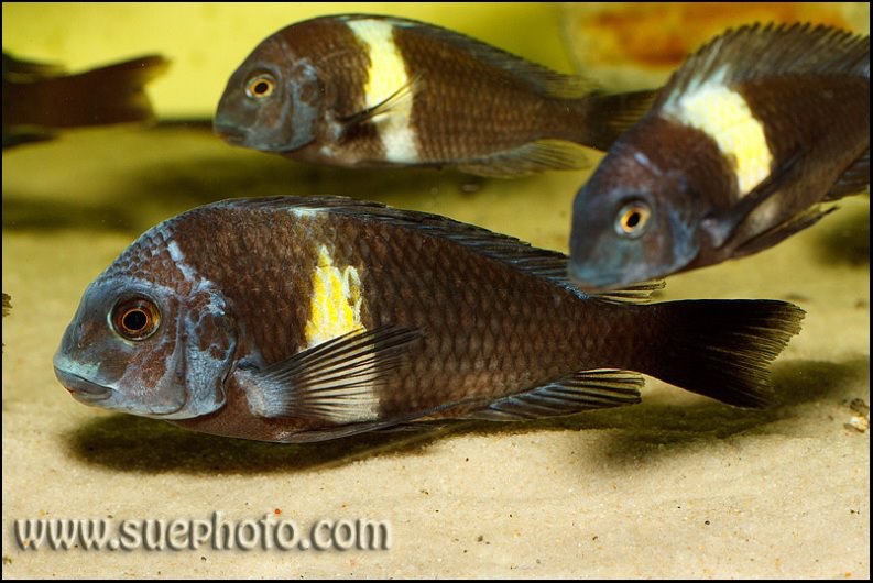 Best Food For Tropheus Duboisi at Tracey Parmelee blog
