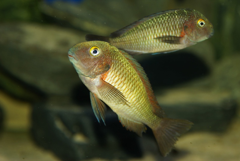 Tropheus moorii 'Cape Chaitika'; Blue Rainbow