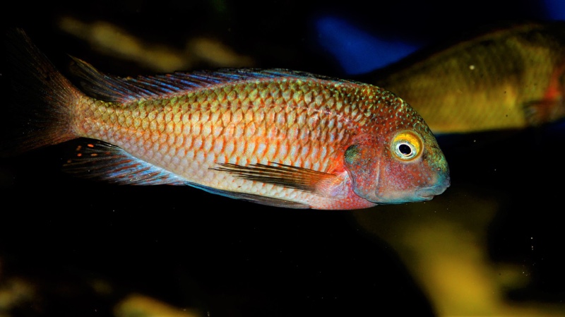 Tropheus moorii 'Cape Chaitika'; Blue Rainbow