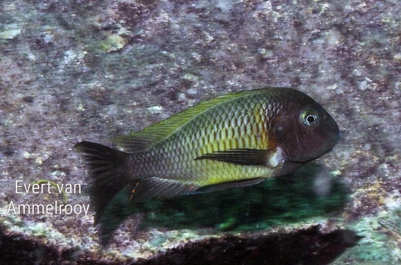 Tropheus moorii 'Cape Nangu'; Yellow Rainbow