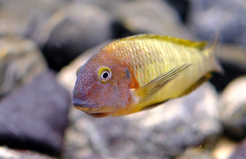 Tropheus moorii 'Cape Nangu'; Yellow Rainbow