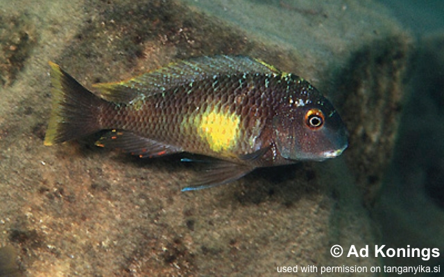 Tropheus moorii 'Isanga Bay' Kushangaza; Golden Kalambo