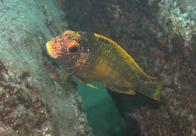 Tropheus moorii 'Isanga Bay' Kushangaza; Golden Kalambo