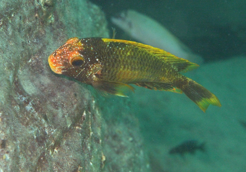 Tropheus moorii 'Isanga Bay' Kushangaza; Golden Kalambo