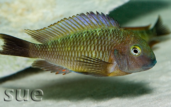 Tropheus moorii 'Kala Island'