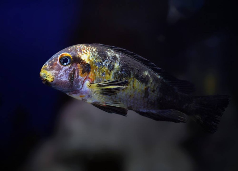 Tropheus moorii 'Kalambo Lodge' Kushangaza; Golden Kalambo