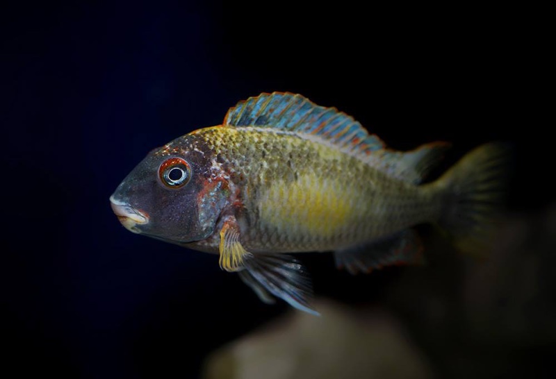 Tropheus moorii 'Kalambo Lodge' Kushangaza; Golden Kalambo