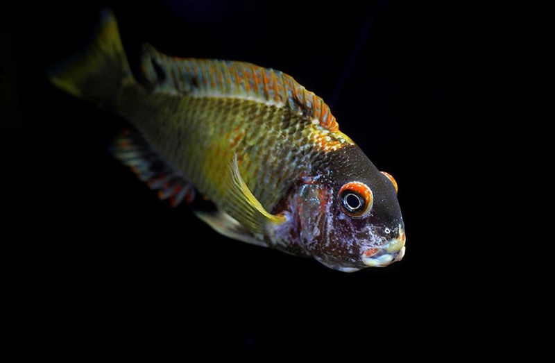 Tropheus moorii 'Kalambo Lodge' Kushangaza; Golden Kalambo