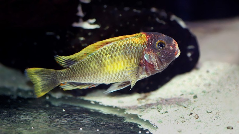 Tropheus moorii 'Kalambo Lodge' Kushangaza; Golden Kalambo