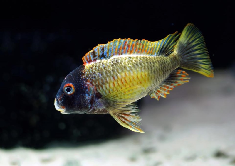 Tropheus moorii 'Kalambo Lodge' Kushangaza; Golden Kalambo