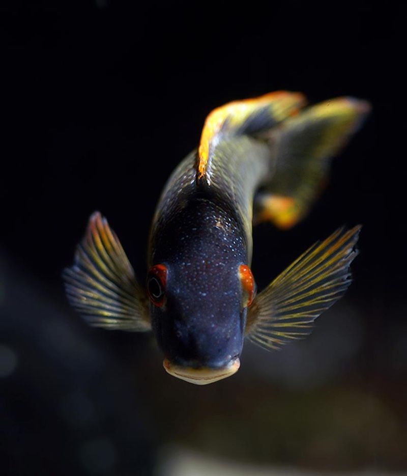 Tropheus moorii 'Kalambo Lodge' Kushangaza; Golden Kalambo