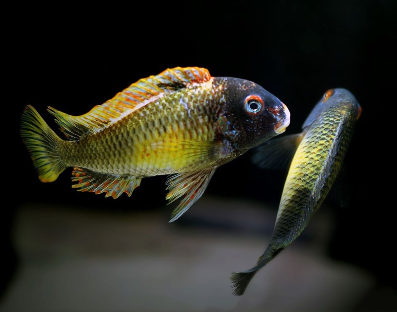 Tropheus moorii 'Kalambo Lodge' Kushangaza; Golden Kalambo