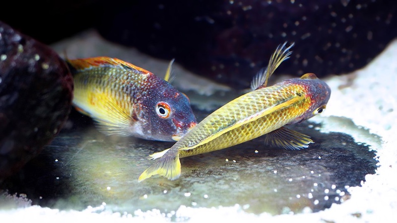 Tropheus moorii 'Kalambo Lodge' Kushangaza; Golden Kalambo