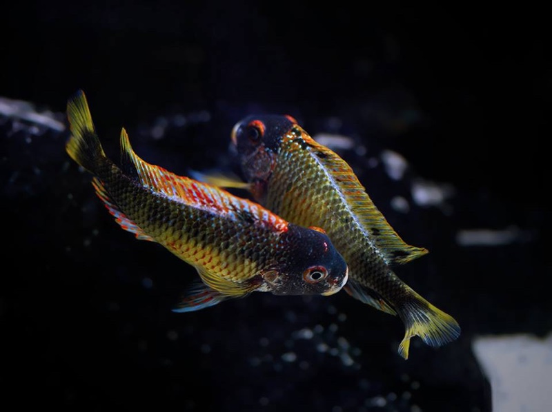 Tropheus moorii 'Kalambo Lodge' Kushangaza; Golden Kalambo