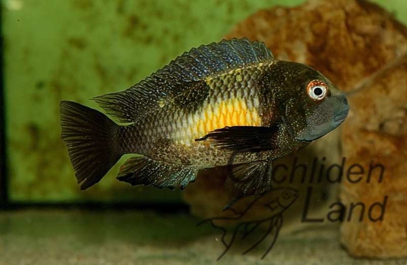 Tropheus moorii 'Kalambo Lodge' Kushangaza; Golden Kalambo