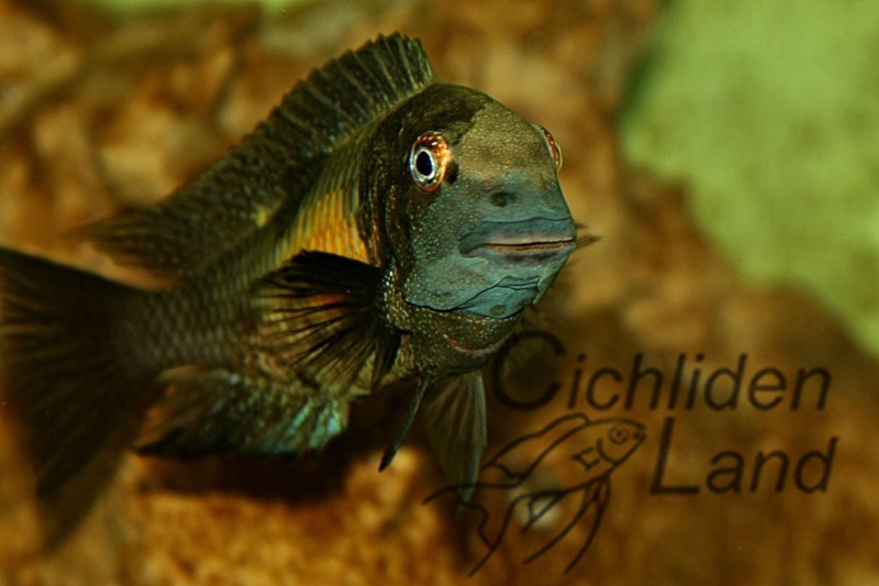 Tropheus moorii 'Kalambo Lodge' Kushangaza; Golden Kalambo