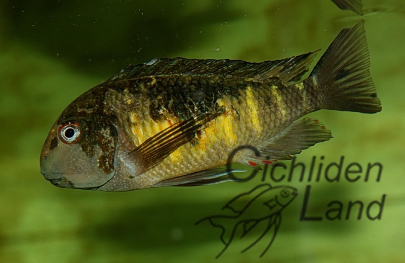 Tropheus moorii 'Kalambo Lodge' Kushangaza; Golden Kalambo