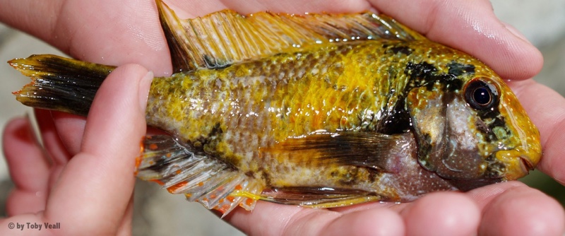 Tropheus moorii 'Kalambo Lodge' Kushangaza; Golden Kalambo