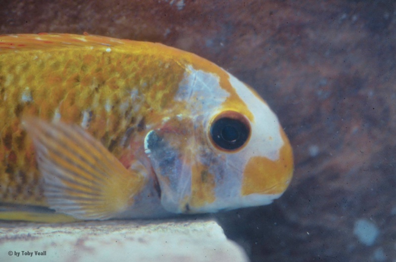 Tropheus moorii 'Kalambo Lodge' Kushangaza; Golden Kalambo