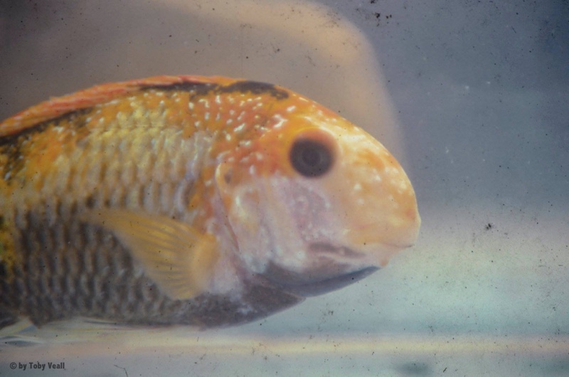 Tropheus moorii 'Kalambo Lodge' Kushangaza; Golden Kalambo