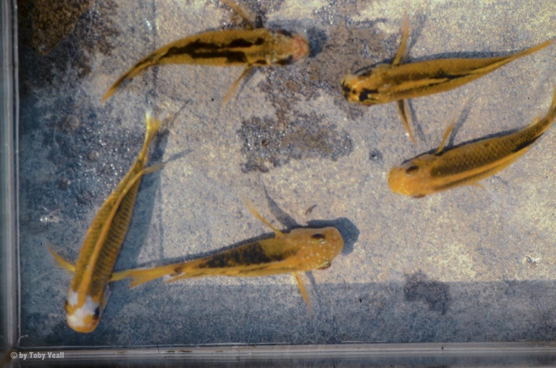 Tropheus moorii 'Kalambo Lodge' Kushangaza; Golden Kalambo