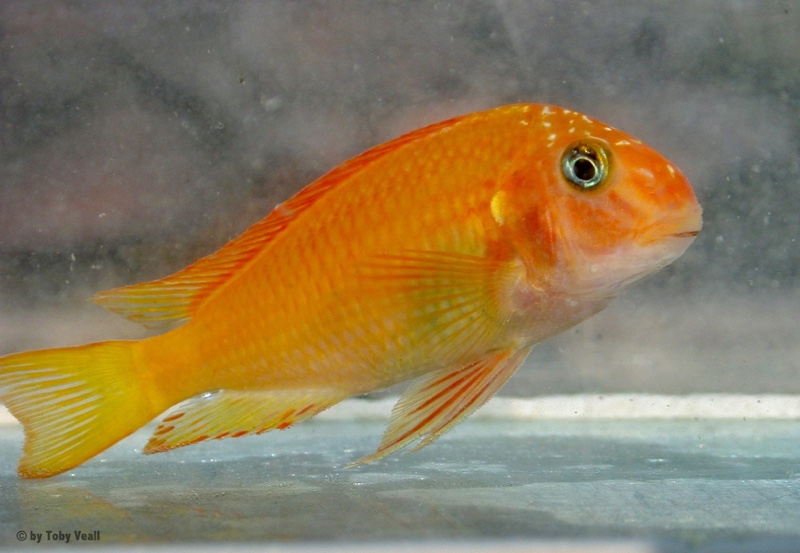 Tropheus moorii 'Kalambo Lodge' Kushangaza; Golden Kalambo