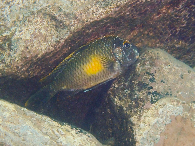 Tropheus moorii 'Kalambo Lodge' Kushangaza; Golden Kalambo