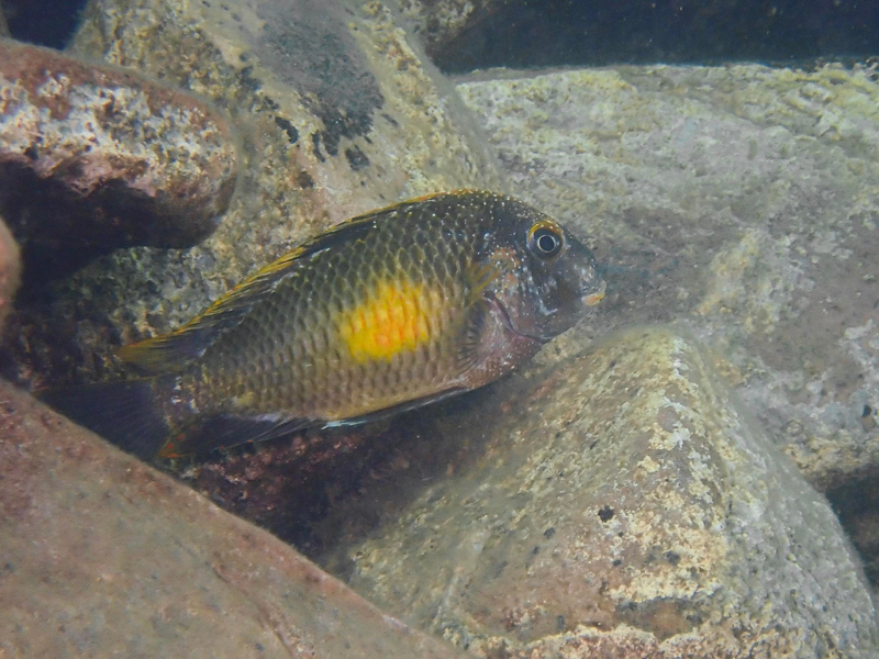 Tropheus moorii 'Kalambo Lodge' Kushangaza; Golden Kalambo