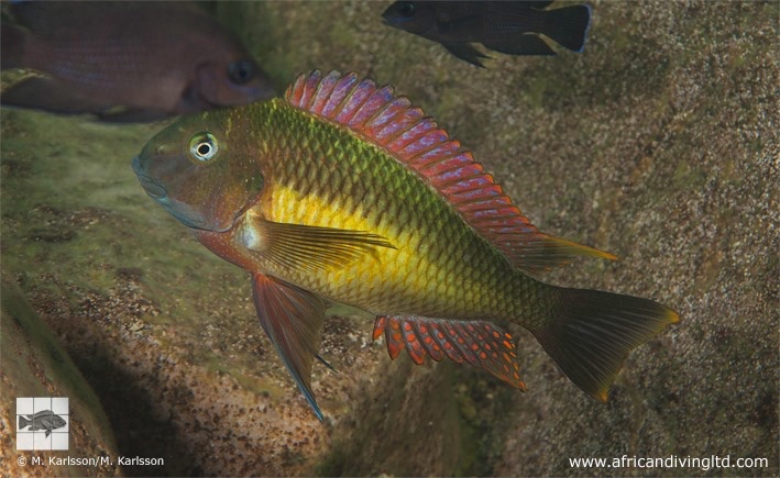 Tropheus moorii 'Kalubale'; Red Rainbow