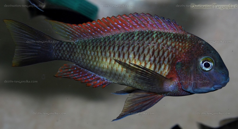 Tropheus moorii 'Kambwimba'; Red Rainbow