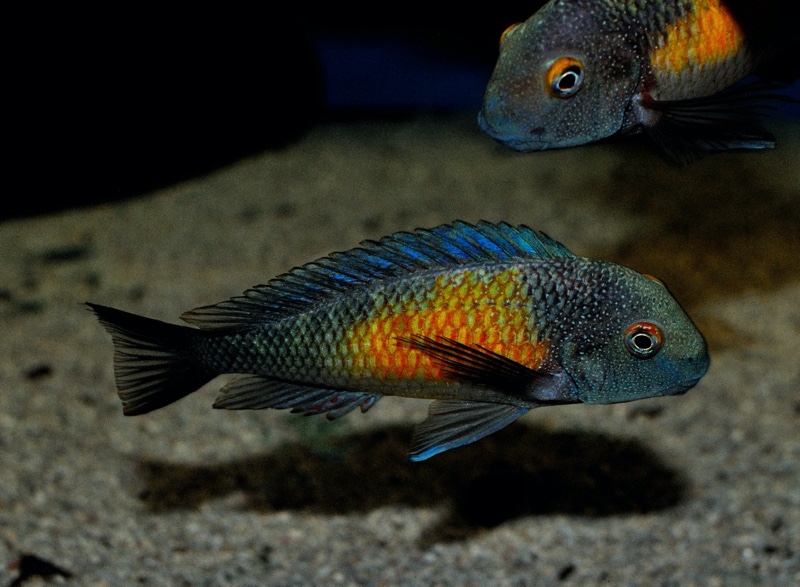 Tropheus moorii 'Kasakalawe'; Sunset Moorii