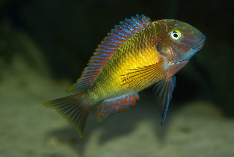 Tropheus moorii 'Kasanga'; Red Rainbow