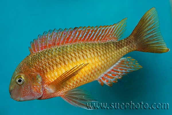 Tropheus moorii 'Kasanga'; Red Rainbow