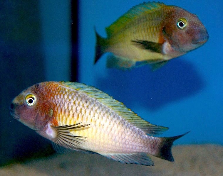 Tropheus moorii 'Linangu'; Yellow Rainbow