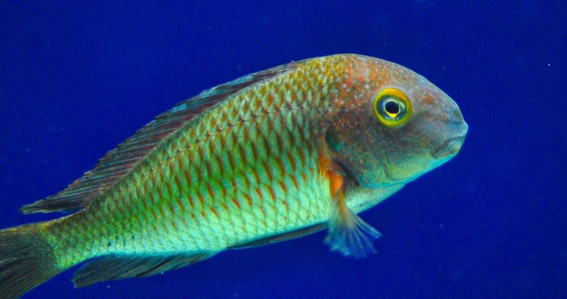 Tropheus moorii 'Lufubu'; Purple Rainbow