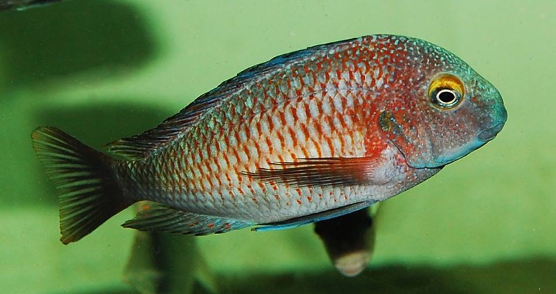 Tropheus moorii 'Lufubu'; Purple Rainbow