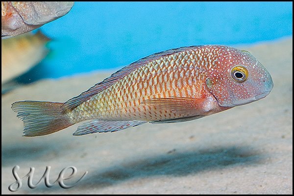 Tropheus moorii 'Lufubu'; Purple Rainbow