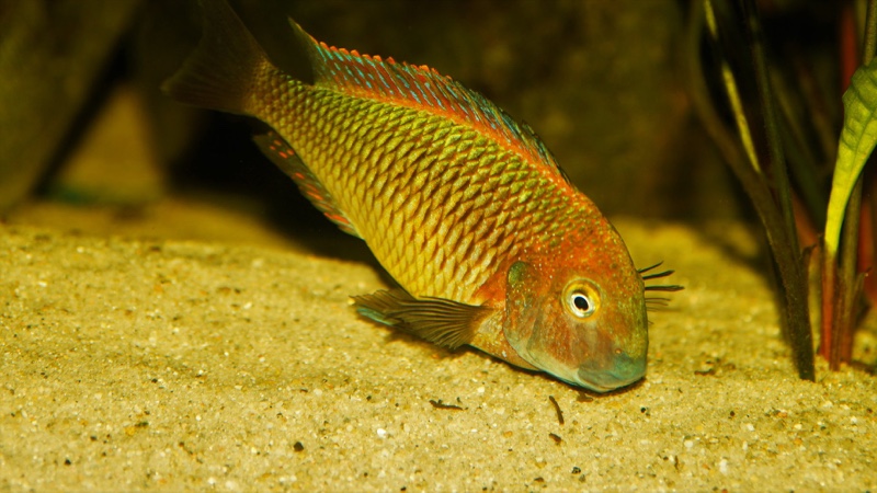 Tropheus moorii 'Maleza Island'