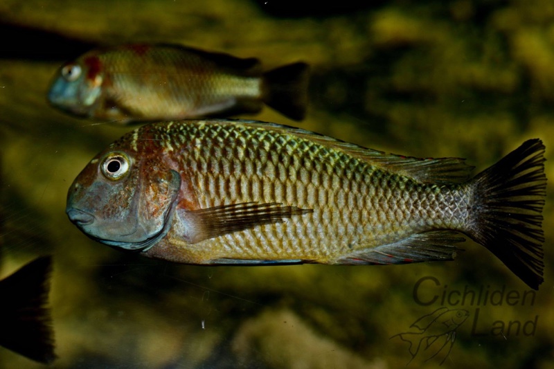 Tropheus moorii 'Maleza Island'